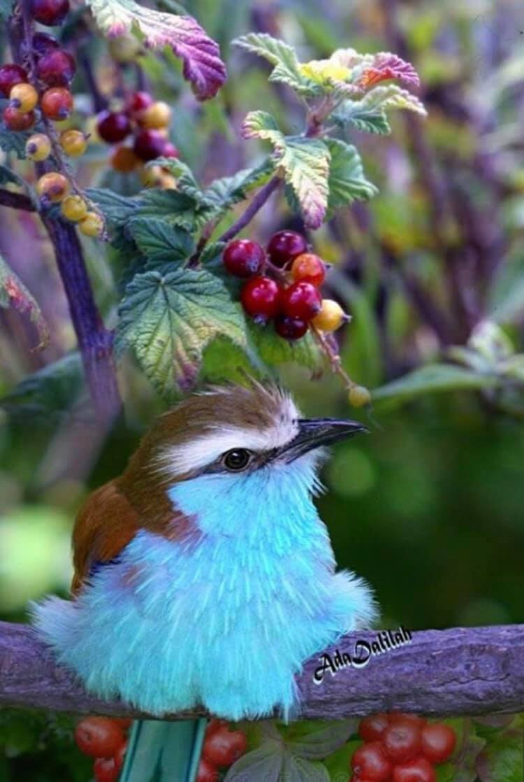blue-bird-berries | JanBeek