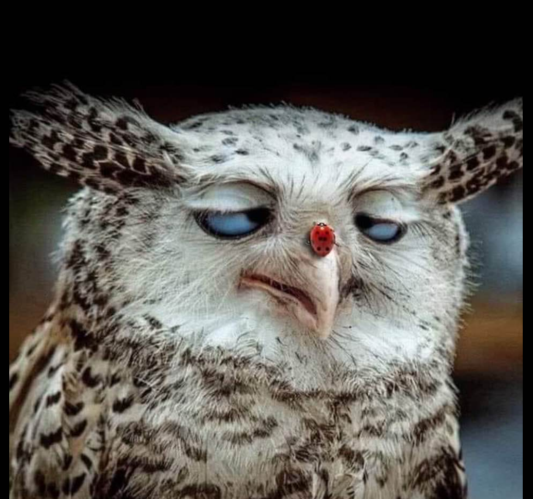 owl-with-ladybug | JanBeek