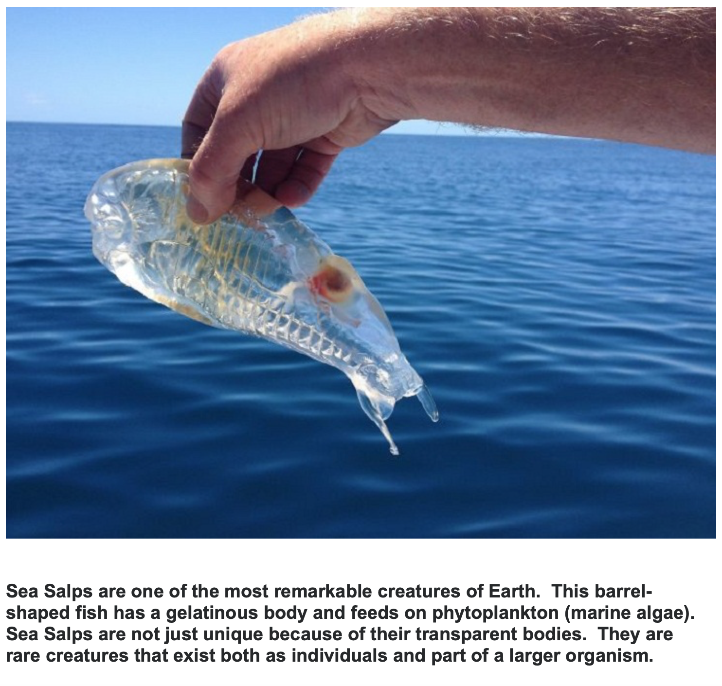 sea-salps-transparent-fish | JanBeek