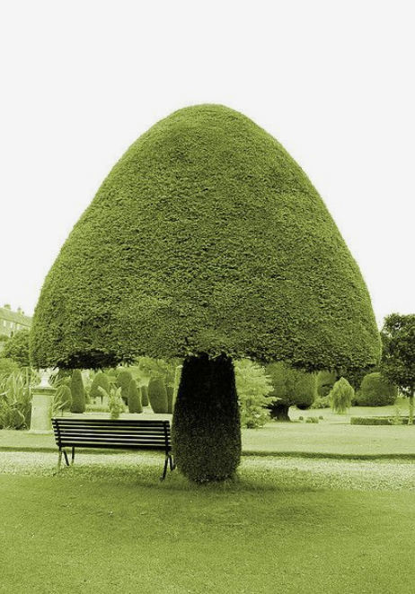 Canopy Tree Janbeek