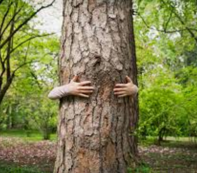 hug-a-tree | JanBeek