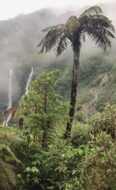 palm-tree-waterfall | JanBeek