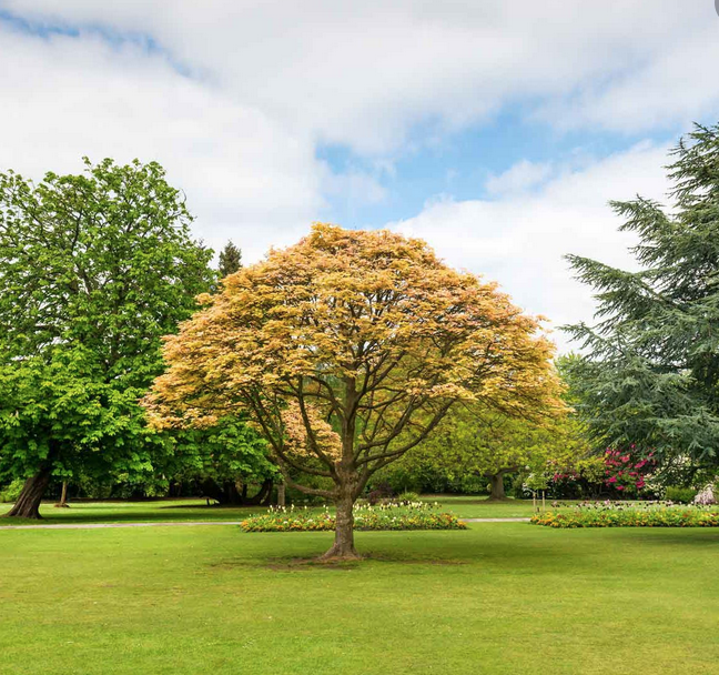 Yellow Tree Janbeek