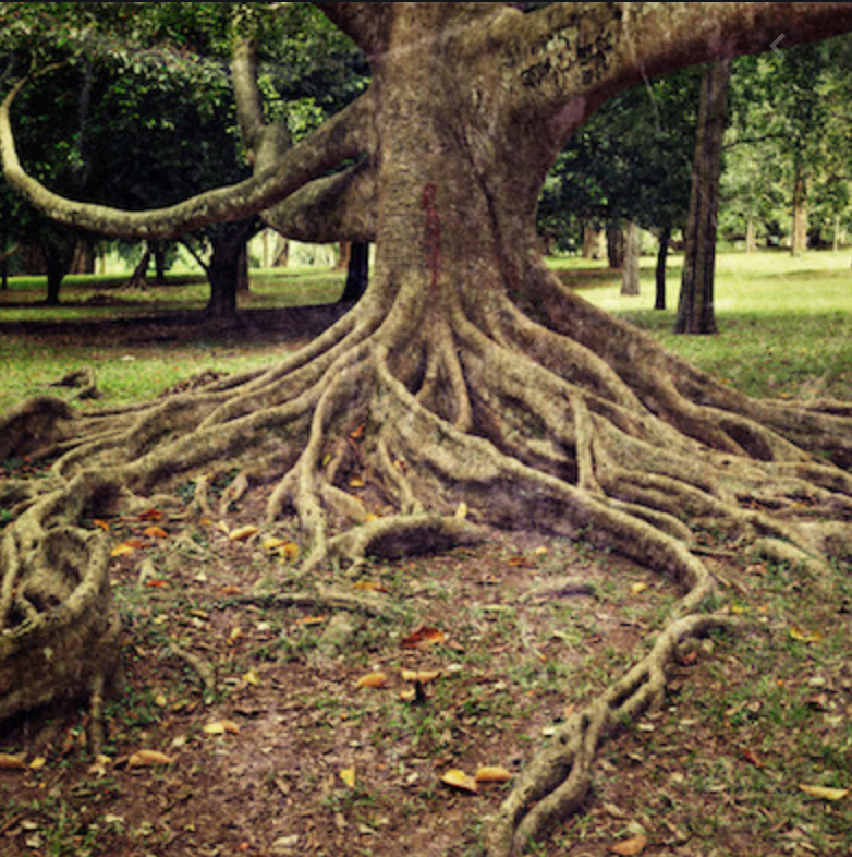 tree-roots | JanBeek