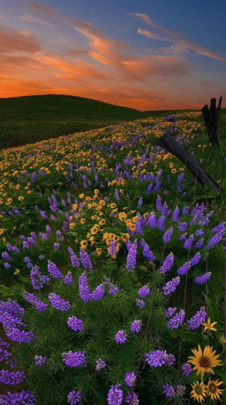 purple-flowers-under-sunset | JanBeek